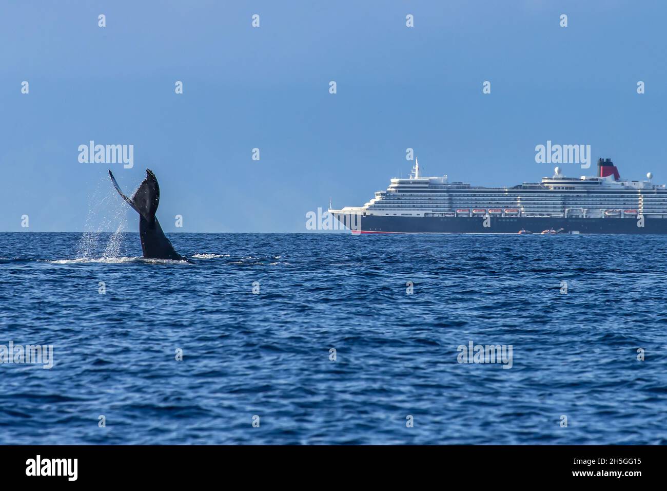 How big is a whale compared to a cruise ship 60 photos - Arptravels.com