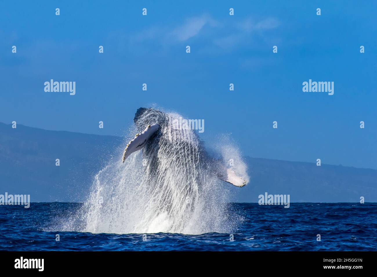 Breaching Behavior, Humpback Whale (Megaptera novaeangliae), Endangered ...