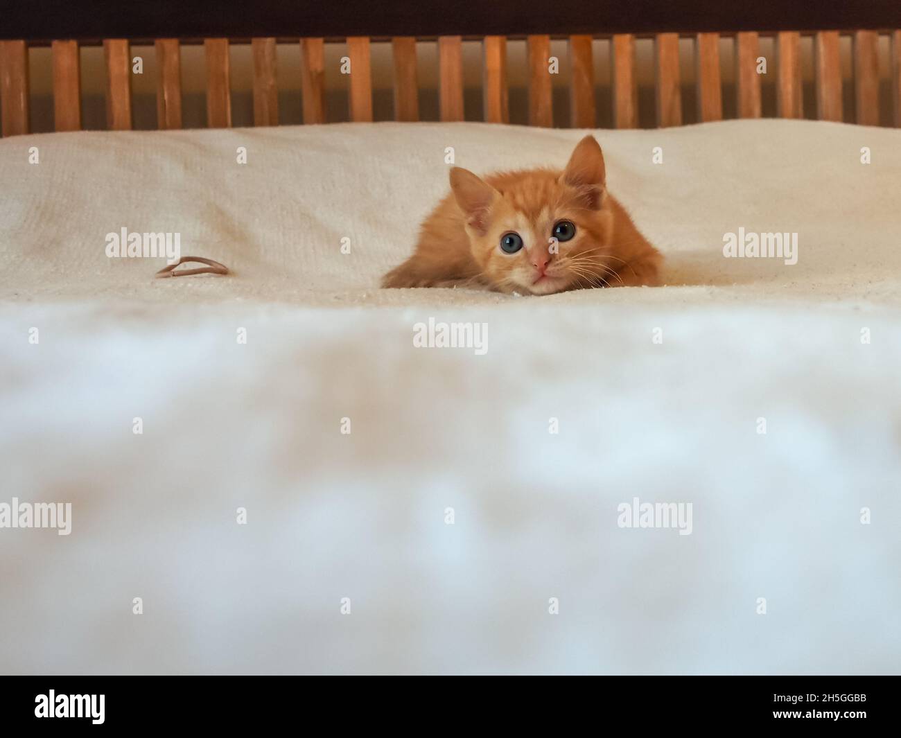 Kitten alone on white bedspread, ready to play Stock Photo - Alamy