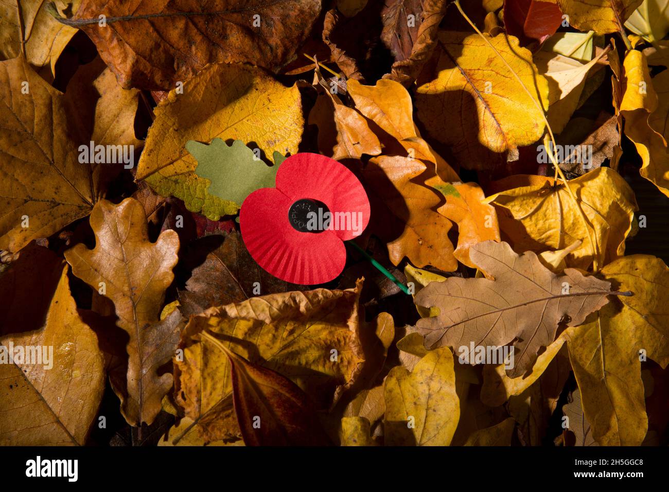 Poppy in grass hi-res stock photography and images - Alamy