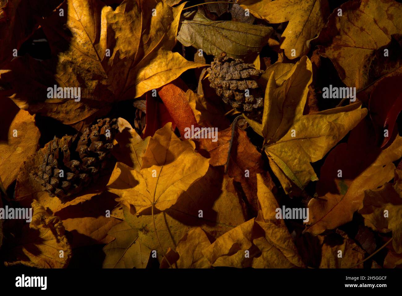 Pine cone on autumn leaves hi-res stock photography and images - Alamy