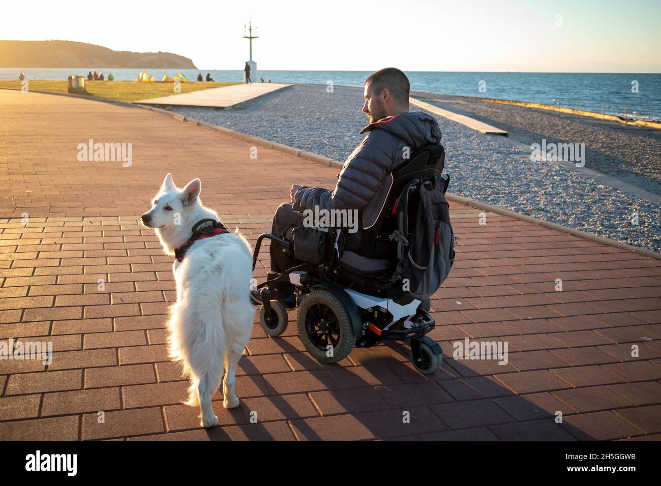 Service dog and man on wheelchair with disability at seaside Stock ...