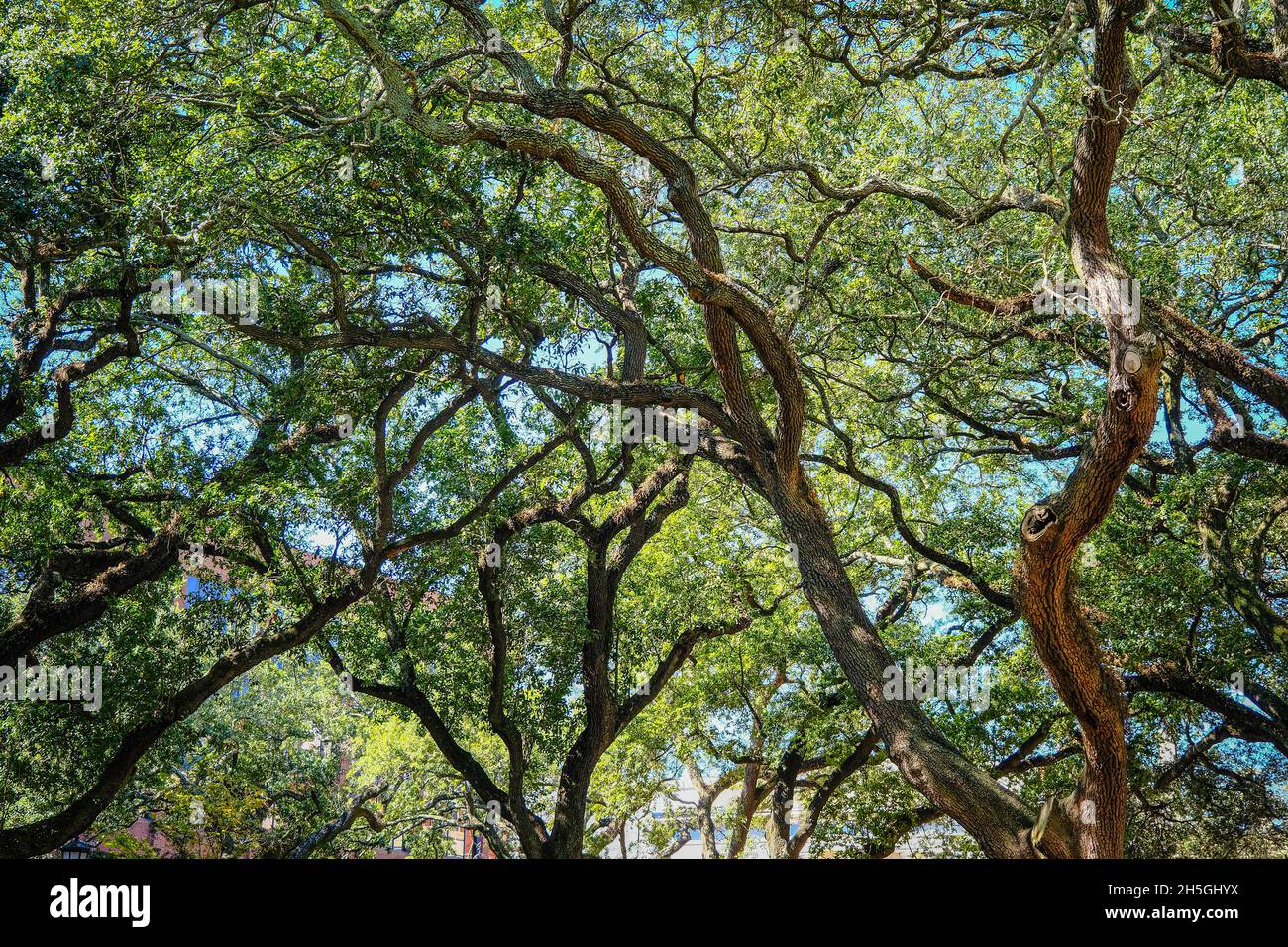 Canopy of Live Oak Limbs Stock Photo - Alamy