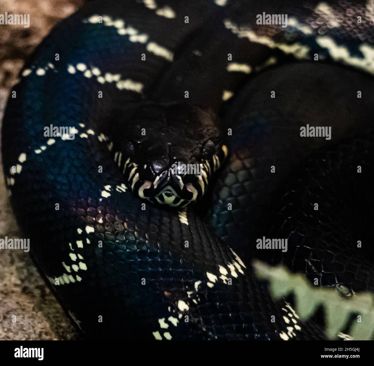 Python boeleni hi-res stock photography and images - Alamy