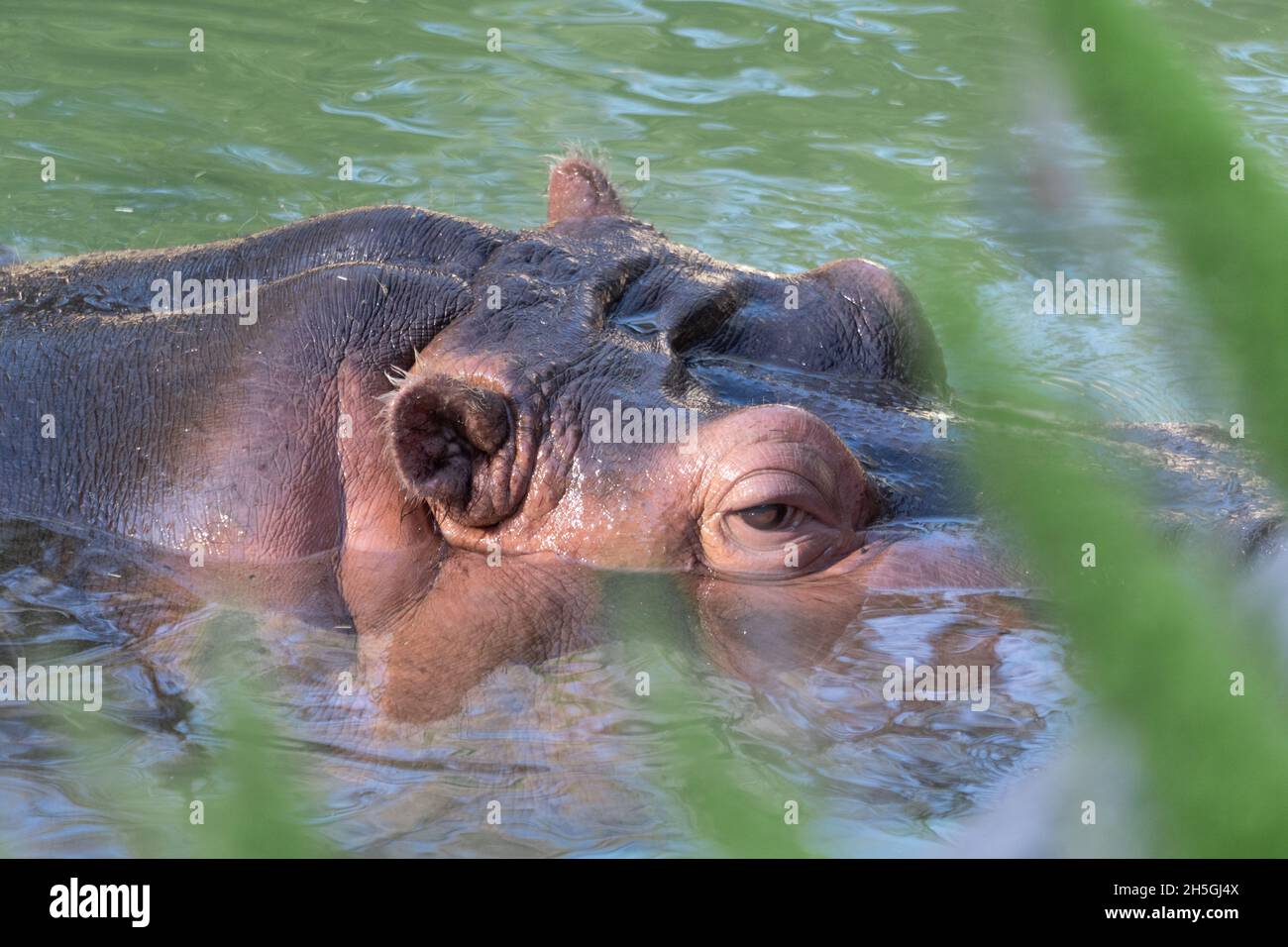 View of a hippo in the water in its habitat Stock Photo - Alamy
