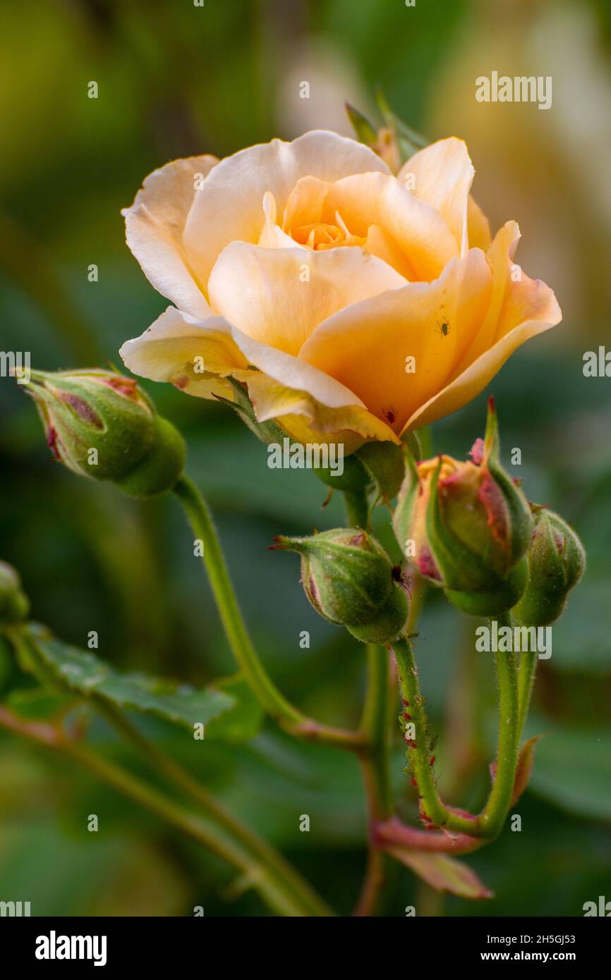 Buff Beauty - Yellow Golden Hybrid Musk Rose Flower and Bud Stock Photo ...