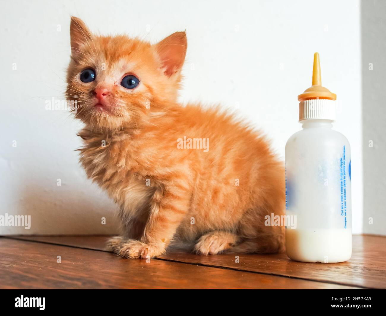 Orphan orange tabby kitten sitting next to his bottle of milk, looking ...