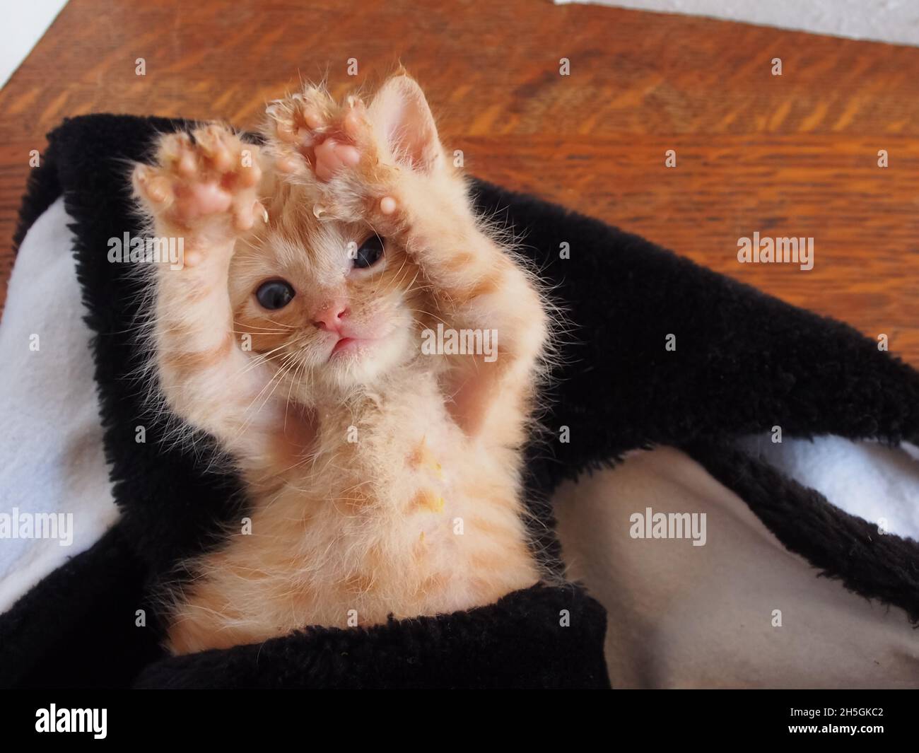 Orange tabby kitten with both paws over his head, laying on back and ...