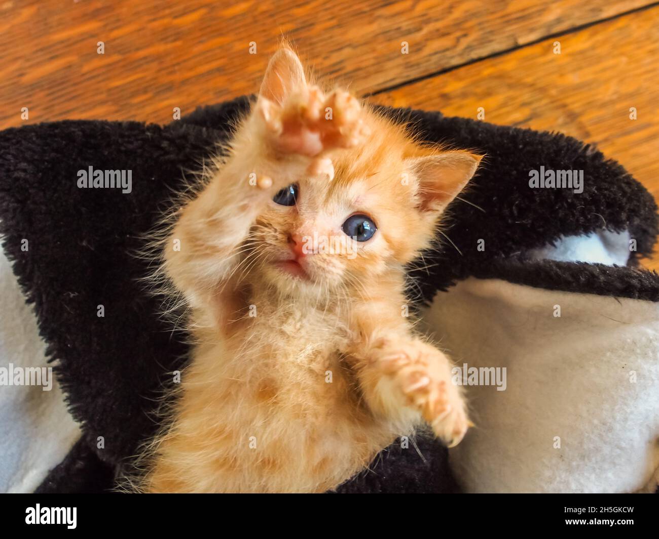 Orange tabby kitten with one paw over his head, laying on back and ...