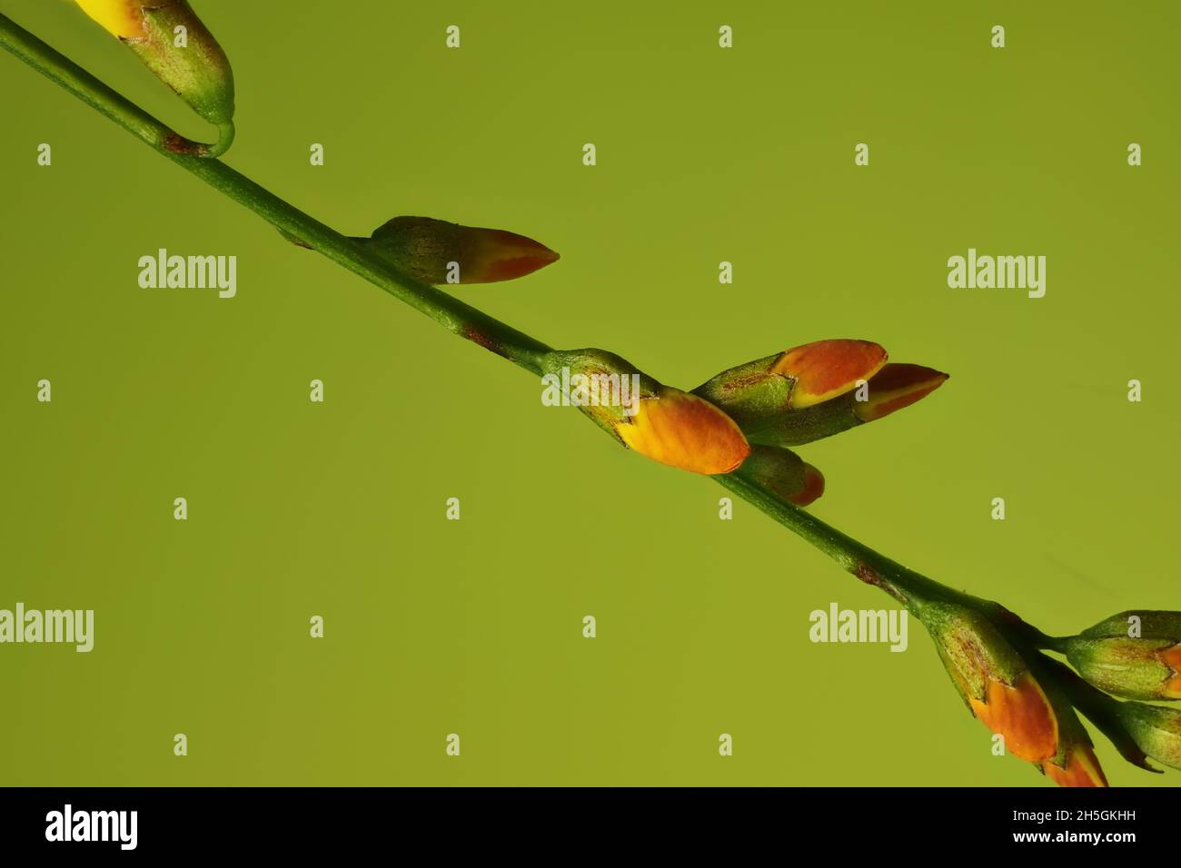 Macro view of isolated Australian Native Broom (Viminaria juncea) buds ...