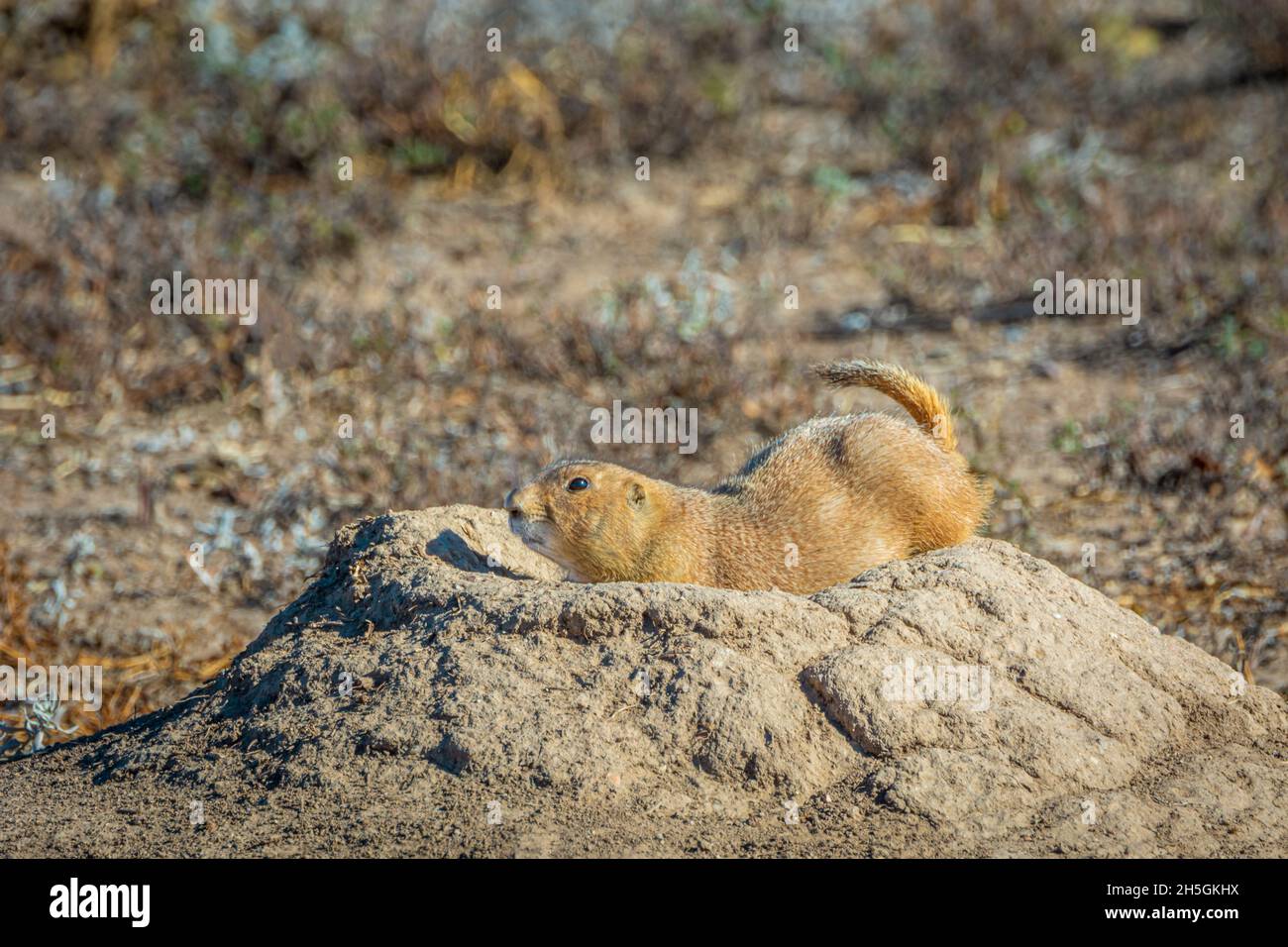 Black-tail Prairie Dog (Cynomys ludovicianus) at the protection of its ...