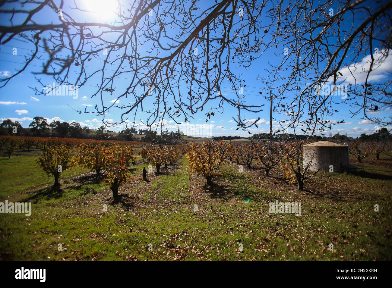 Nswwine hi-res stock photography and images - Alamy