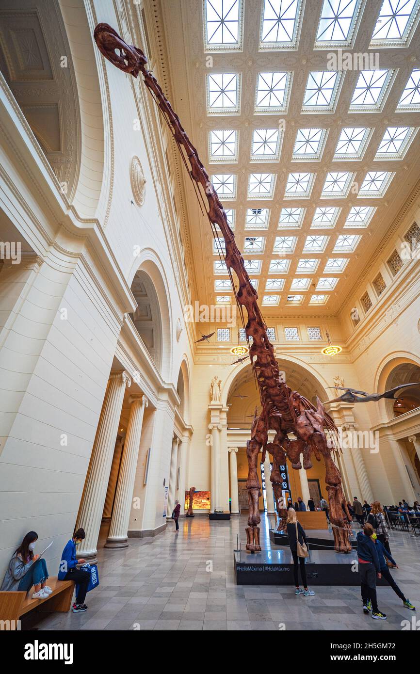 View of the impressive fossil skeleton of a Titanosaur, one of the ...