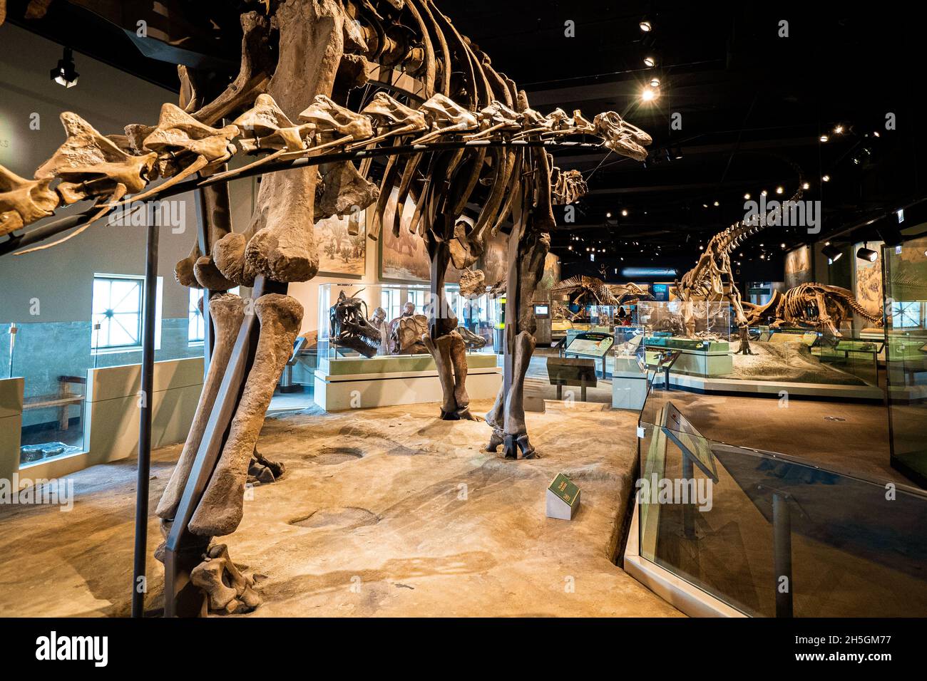 View of a fossil of an Apatosaurus at the Evolving Planet evolution ...