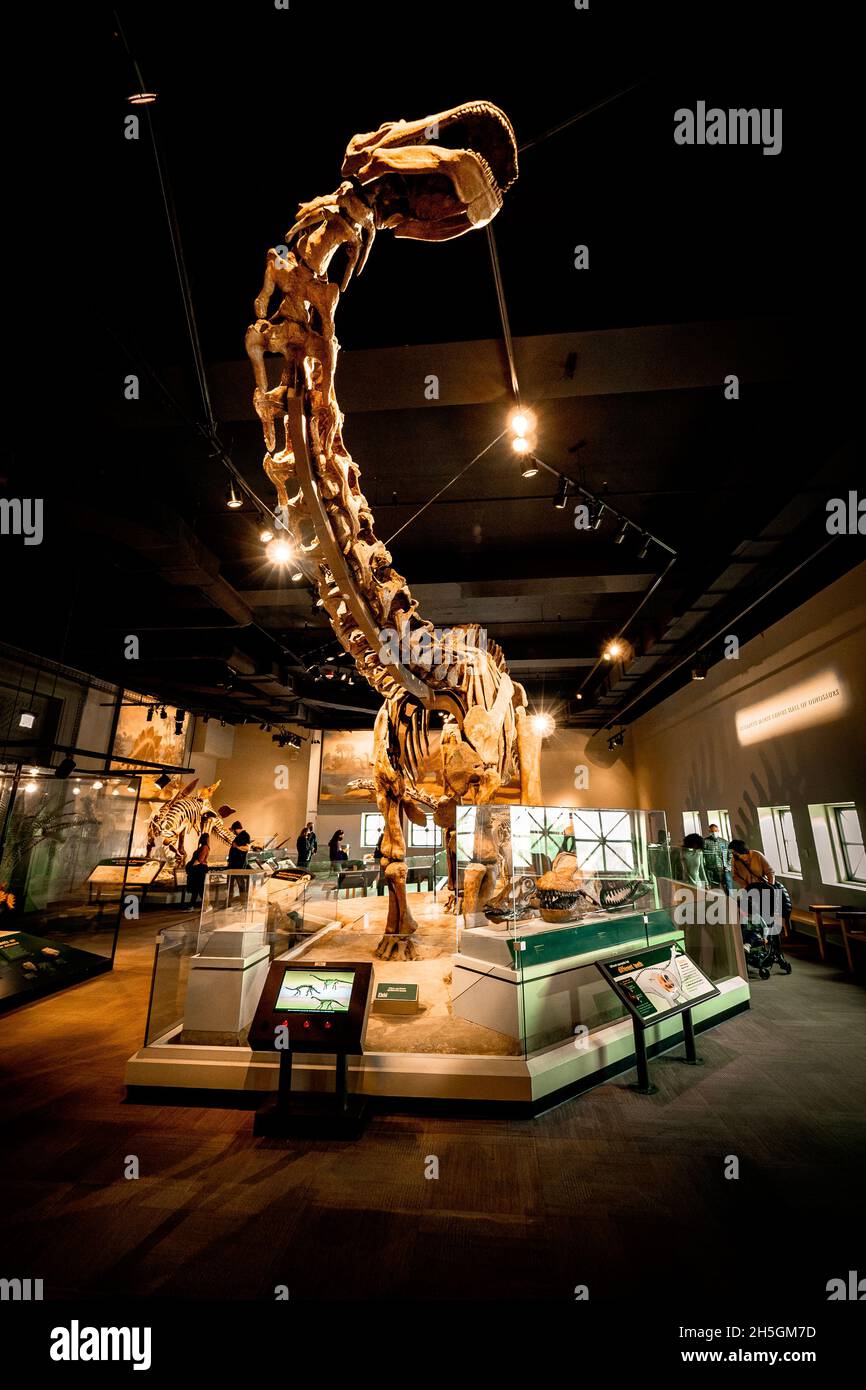 Fossil vertebrae hi-res stock photography and images - Alamy