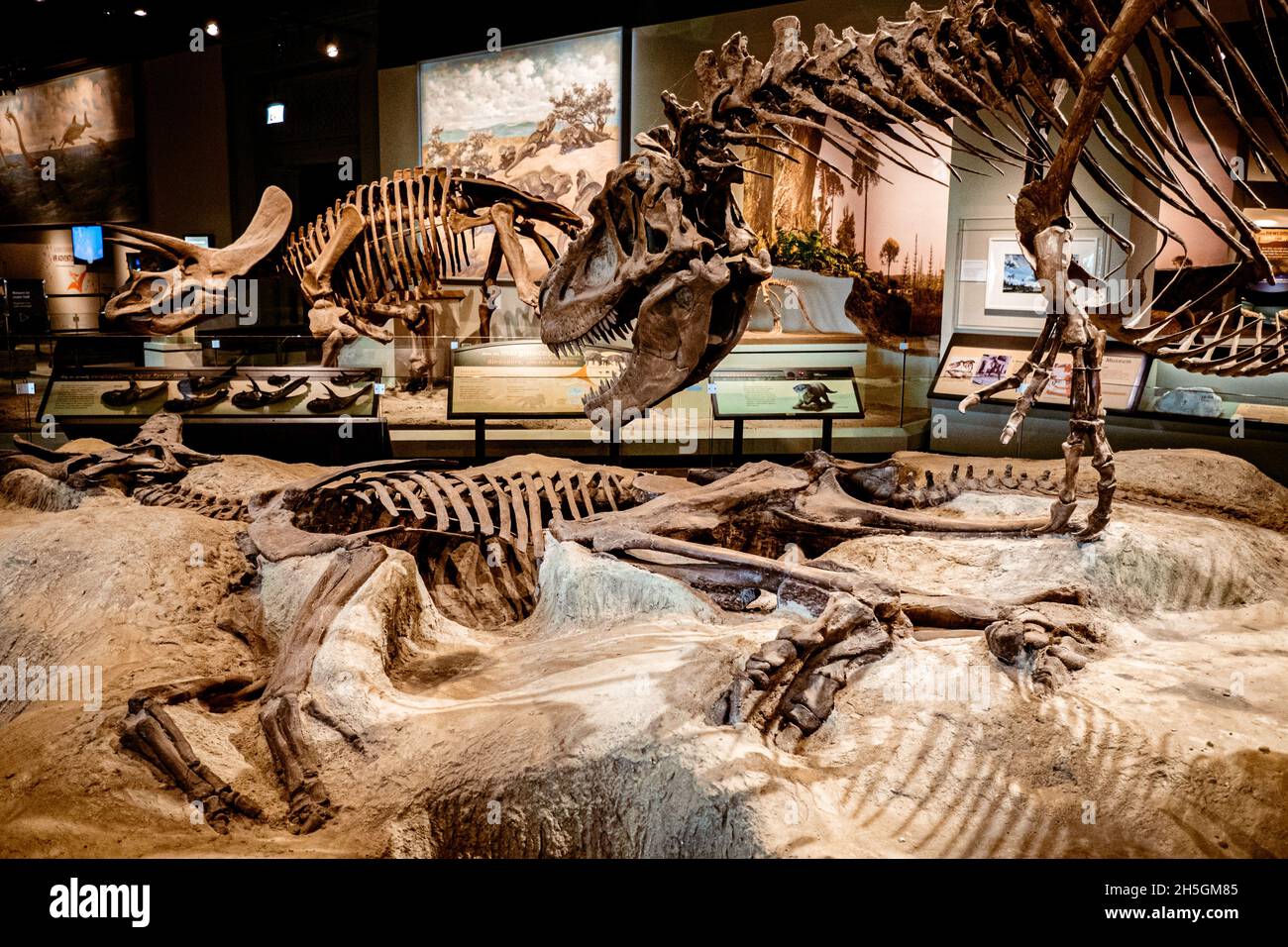 Fossil Daspletosaurus above a Corythosaurus at the Evolving Planet ...