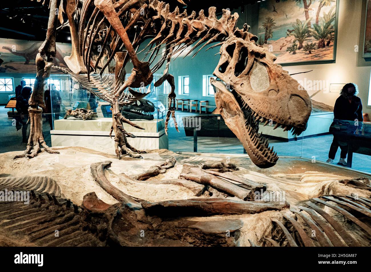 Fossil Daspletosaurus above a Corythosaurus at the Evolving Planet ...