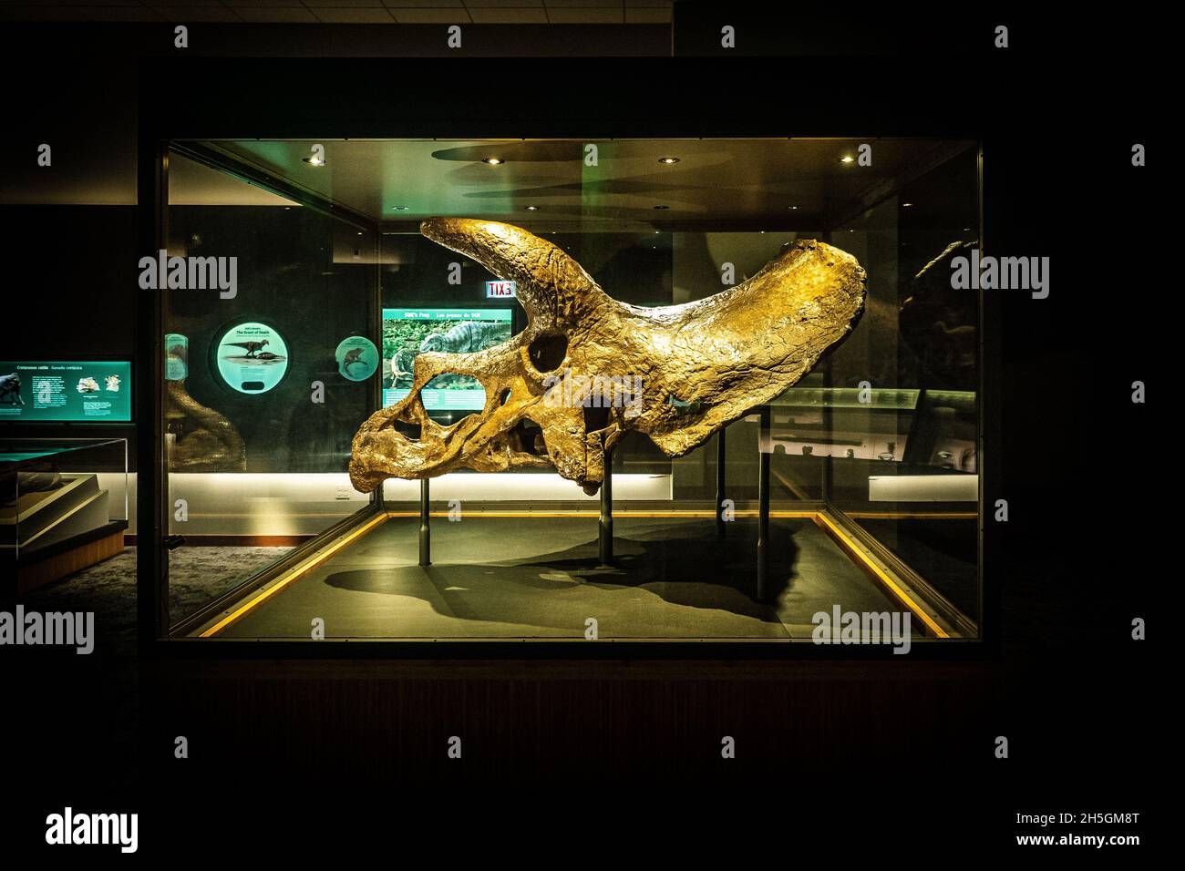 Impressive fossil skull of a Triceratops dinosaur at the Evolving ...