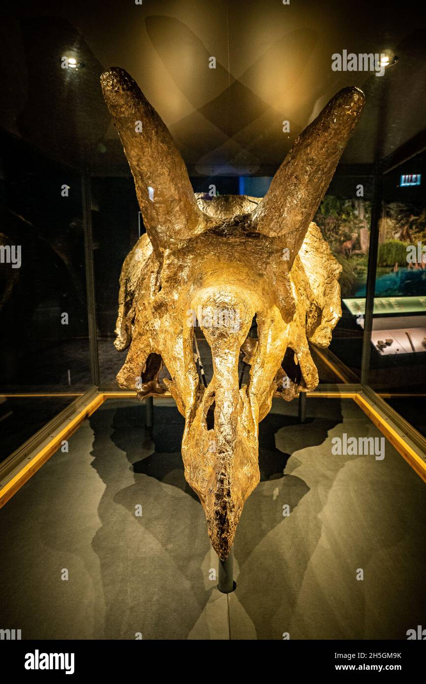 Impressive fossil skull of a Triceratops dinosaur at the Evolving ...