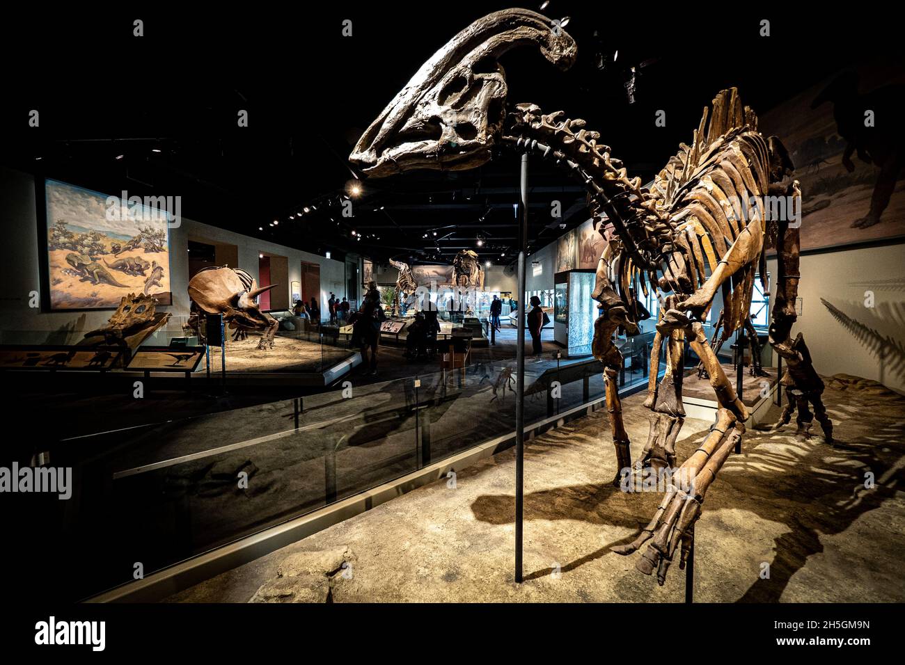 View of a fossil of a Parasaurolophus dinosaur at the Evolving Planet ...
