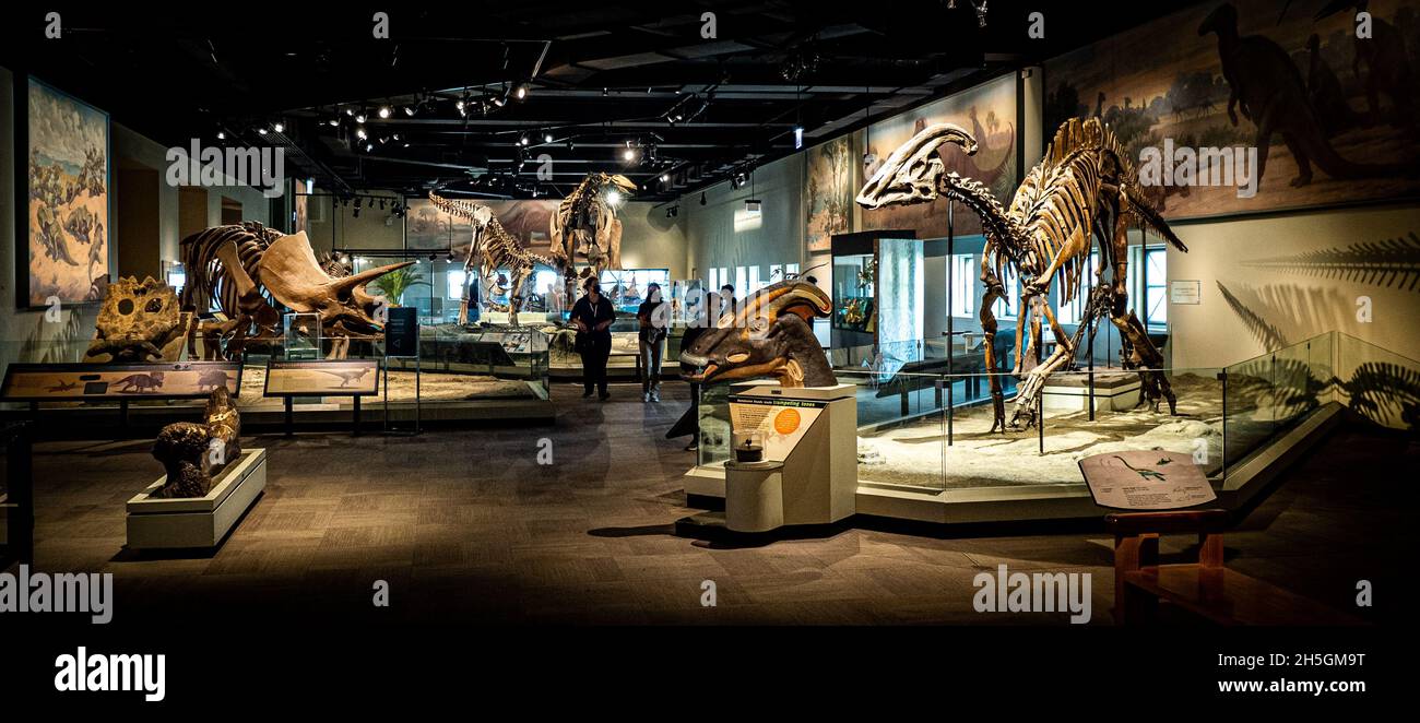 View of the Elizabeth Morse Genius Hall of Dinosaurs at the Evolving ...