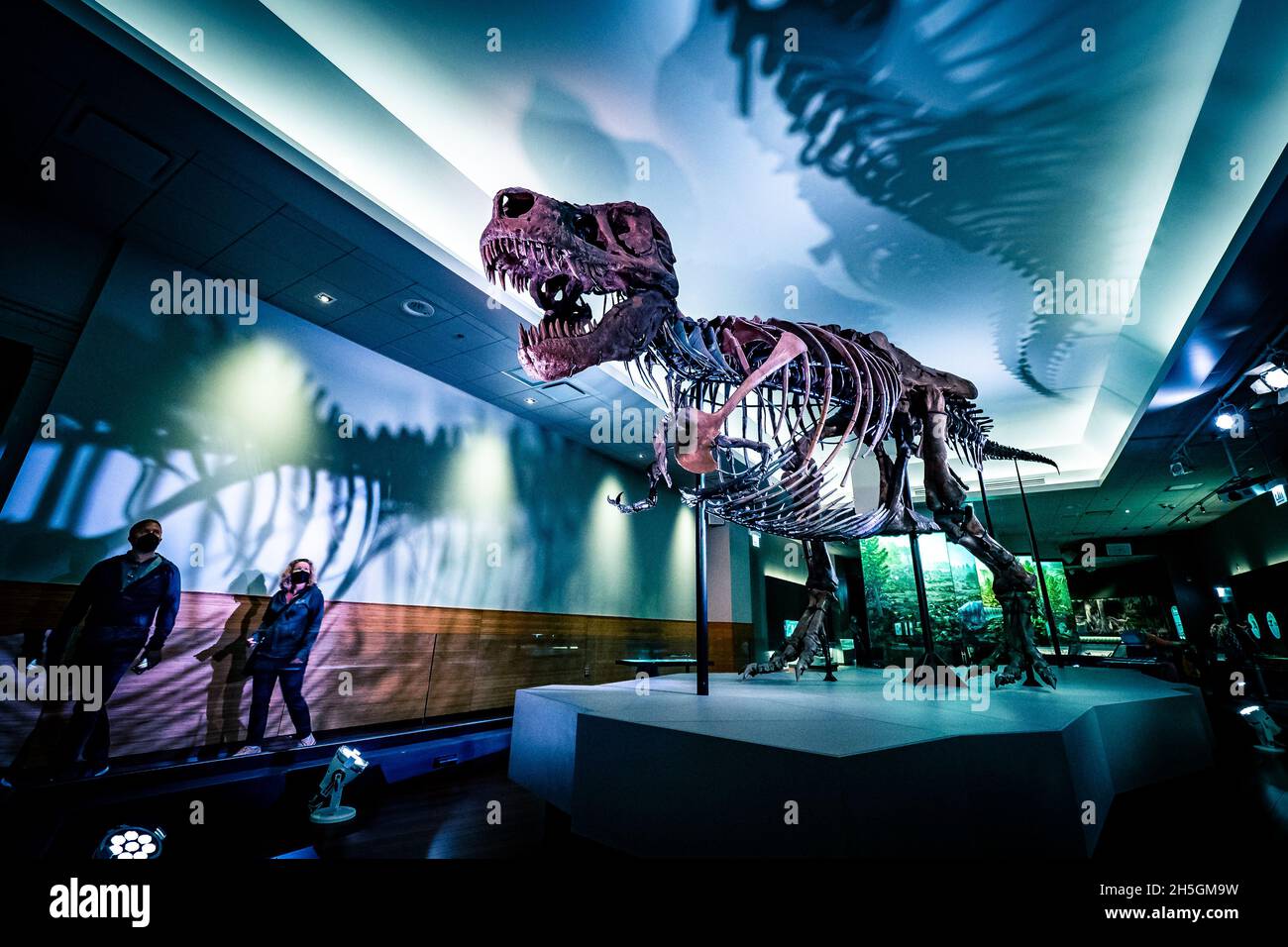 View of the famous fossil of Sue, a huge T. rex, at the Evolving Planet ...