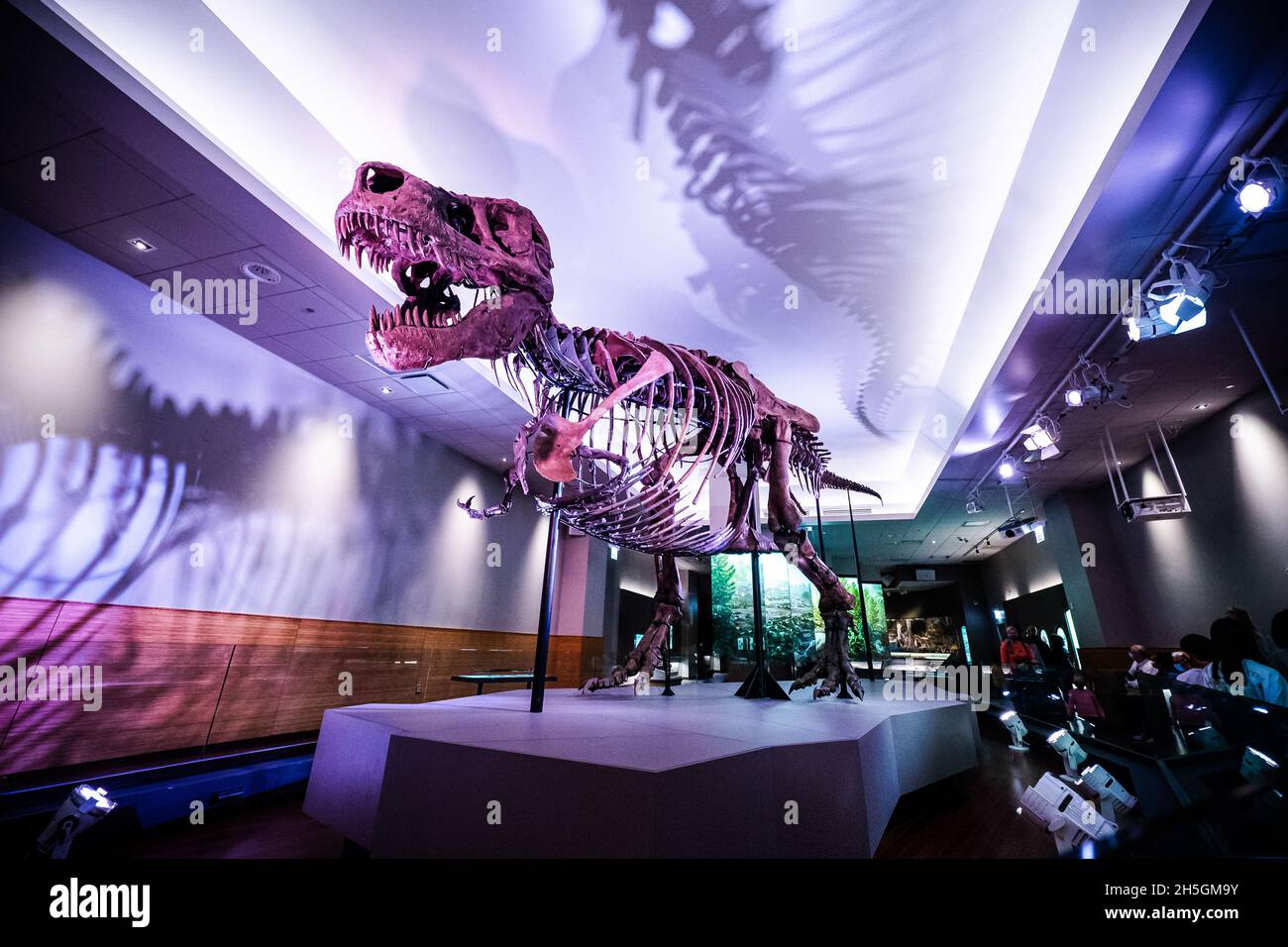 View of the famous fossil of Sue, a huge T. rex, at the Evolving Planet ...