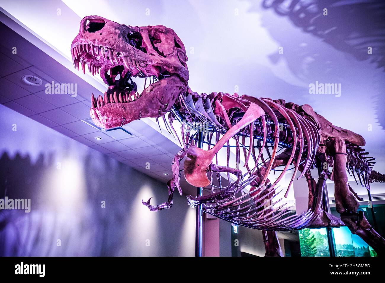 View of the famous fossil of Sue, a huge T. rex, at the Evolving Planet ...