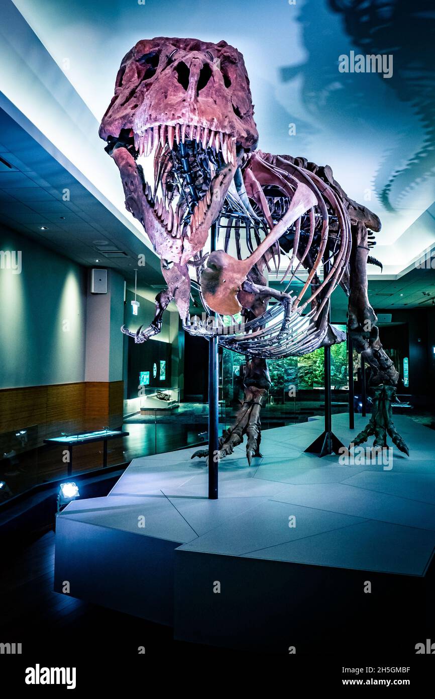 View of the famous fossil of Sue, a huge T. rex, at the Evolving Planet ...