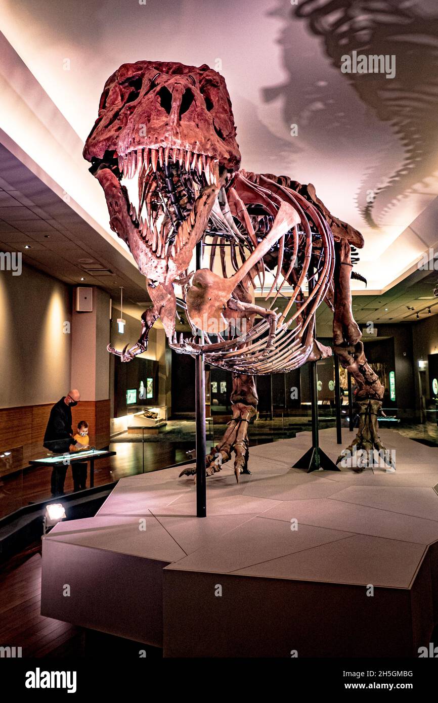 View of the famous fossil of Sue, a huge T. rex, at the Evolving Planet ...