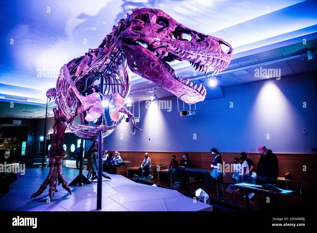 People looking at t rex hi-res stock photography and images - Alamy