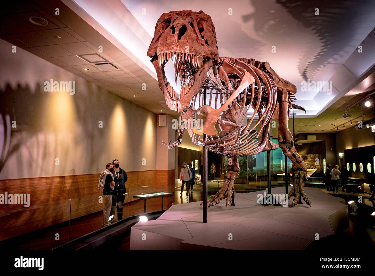 View of the famous fossil of Sue, a huge T. rex, at the Evolving Planet ...