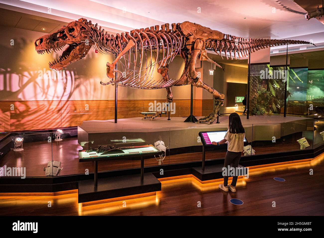 View of the famous fossil of Sue, a huge T. rex, at the Evolving Planet ...