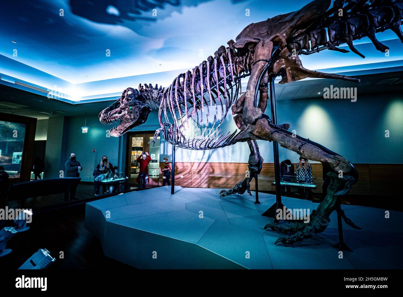 View of the famous fossil of Sue, a huge T. rex, at the Evolving Planet ...