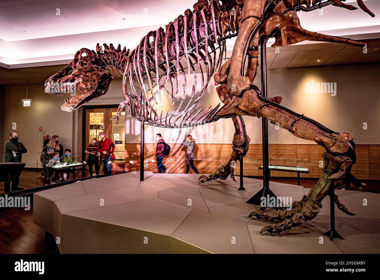 View of the famous fossil of Sue, a huge T. rex, at the Evolving Planet ...