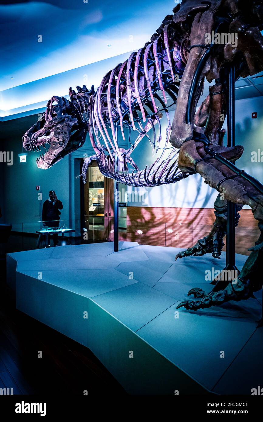 View of the famous fossil of Sue, a huge T. rex, at the Evolving Planet ...