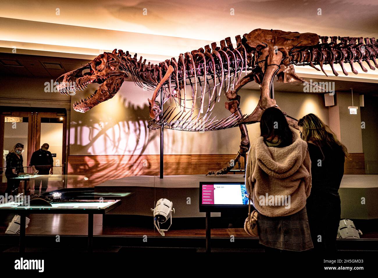 View of the famous fossil of Sue, a huge T. rex, at the Evolving Planet ...