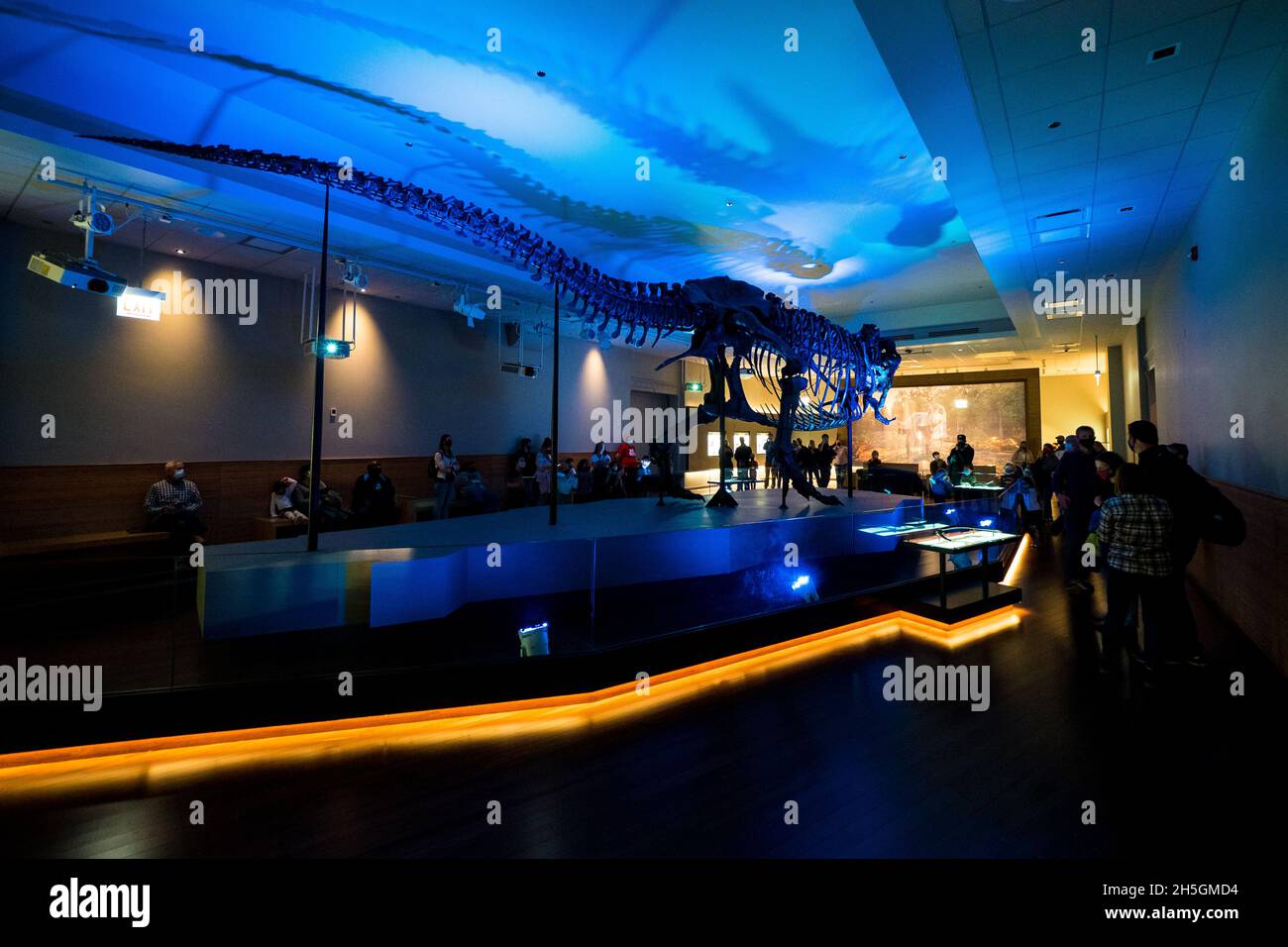 View of the famous fossil of Sue, a huge T. rex, at the Evolving Planet ...