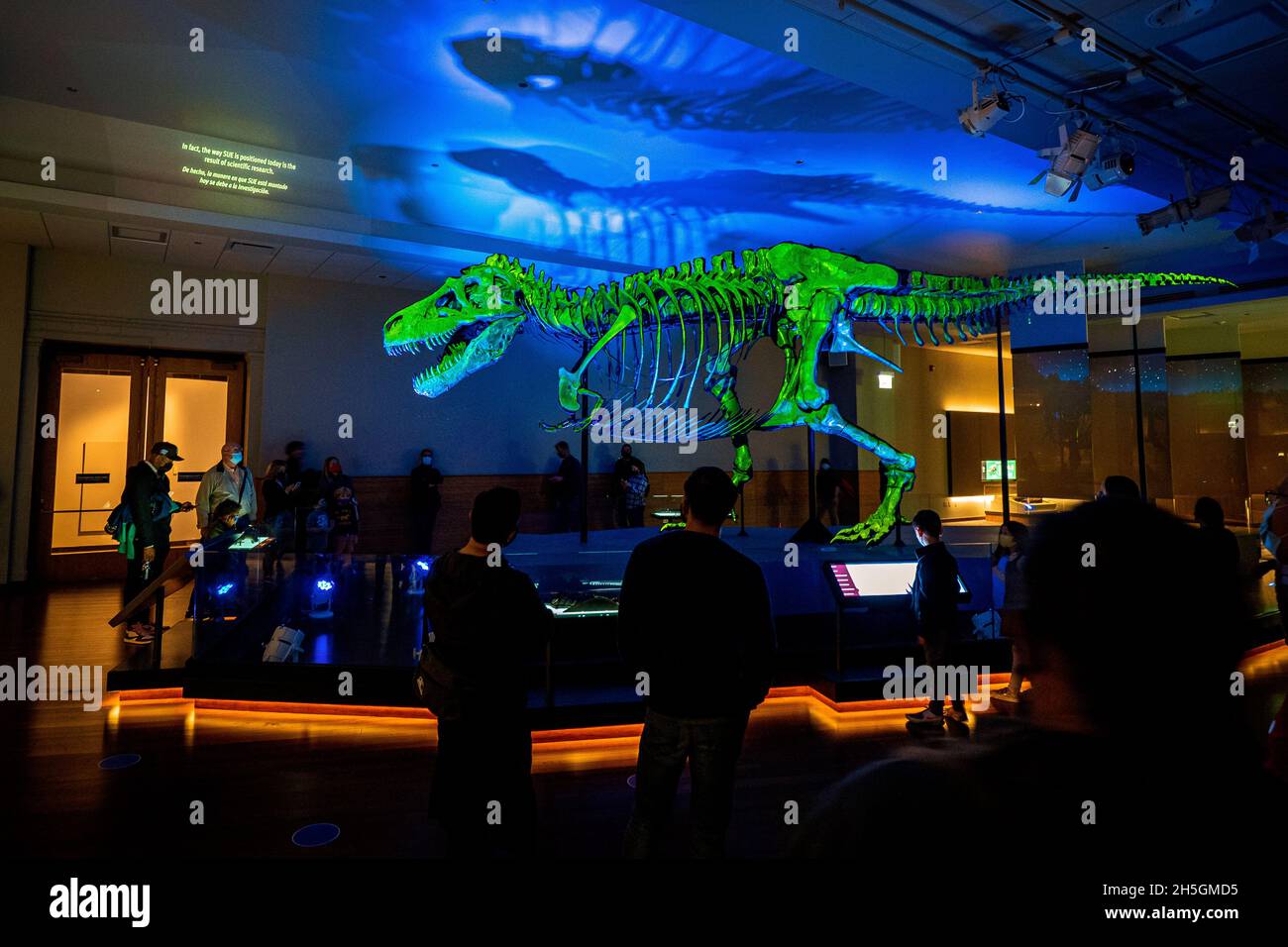 View of the famous fossil of Sue, a huge T. rex, at the Evolving Planet ...