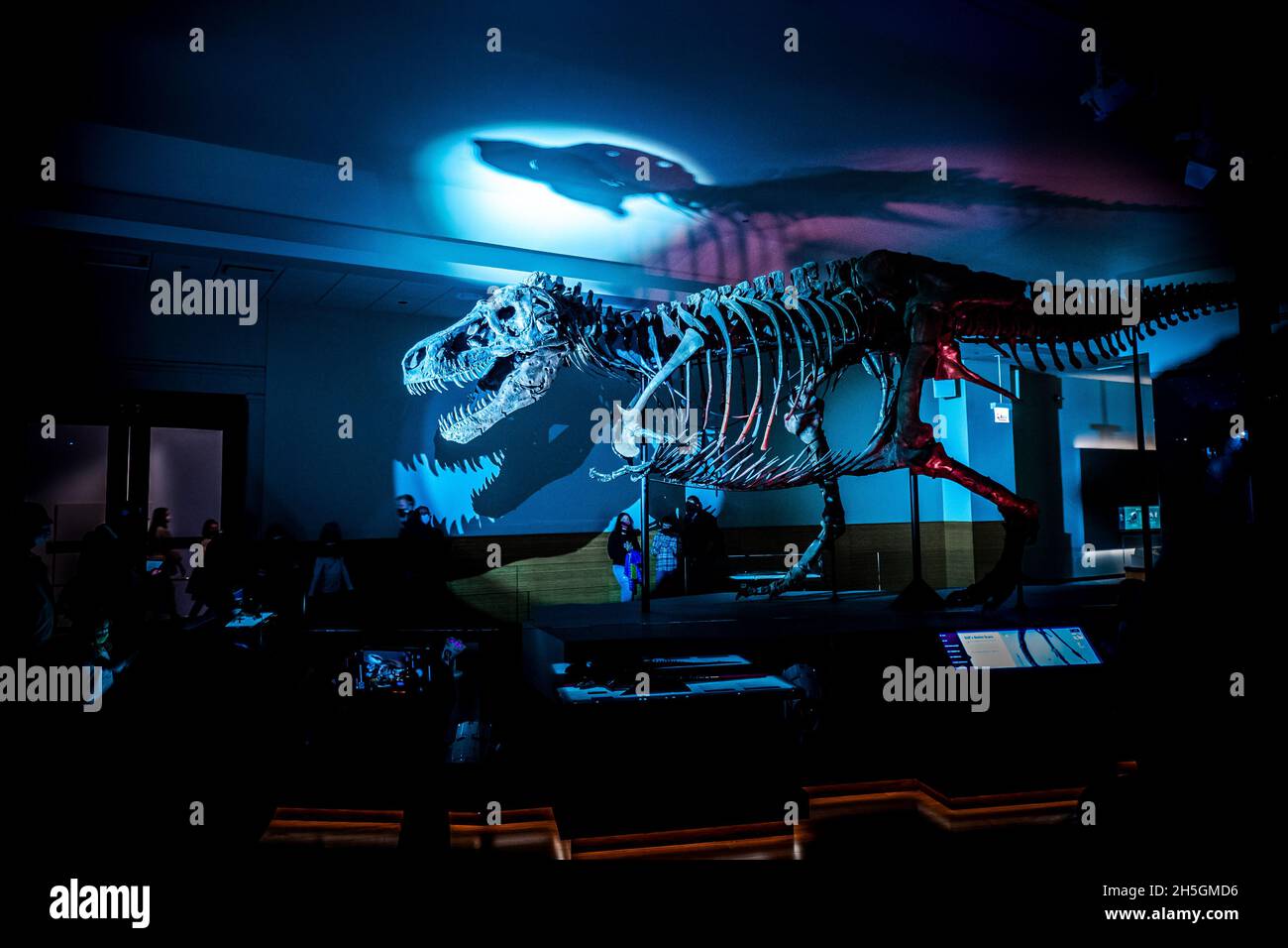 View of the famous fossil of Sue, a huge T. rex, at the Evolving Planet ...