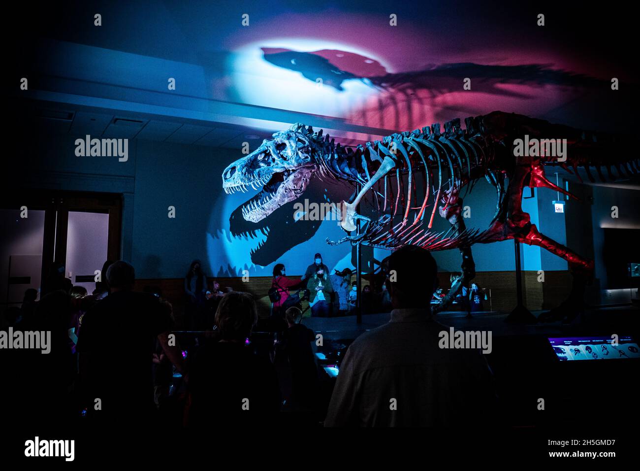 View of the famous fossil of Sue, a huge T. rex, at the Evolving Planet ...