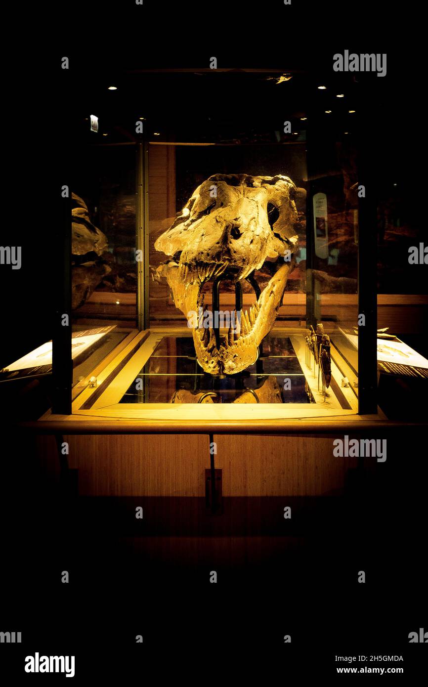 View of the real skull of Sue, a T. rex fossil skeleton, at the ...