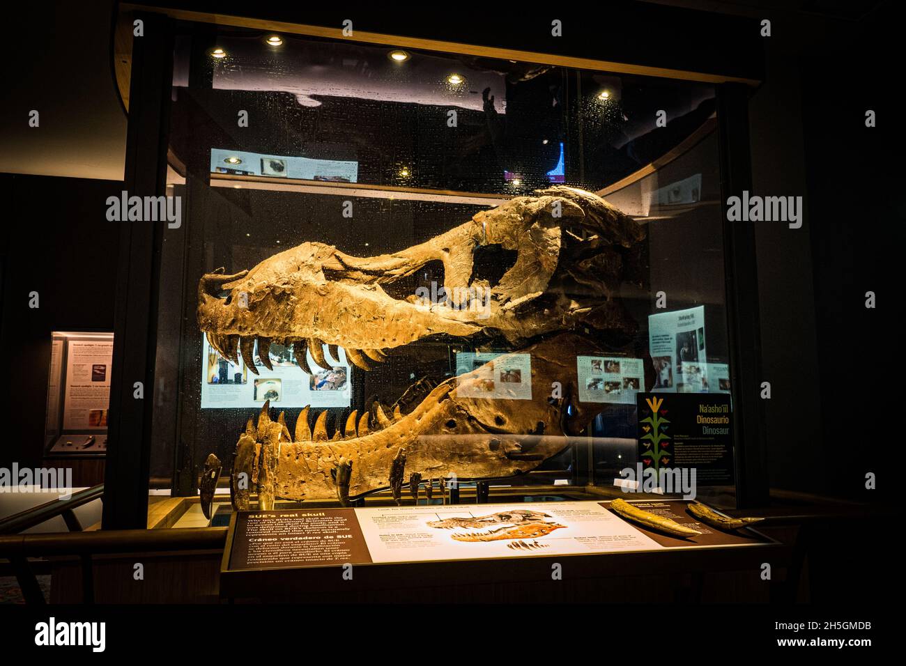 View of the real skull of Sue, a T. rex fossil skeleton, at the ...