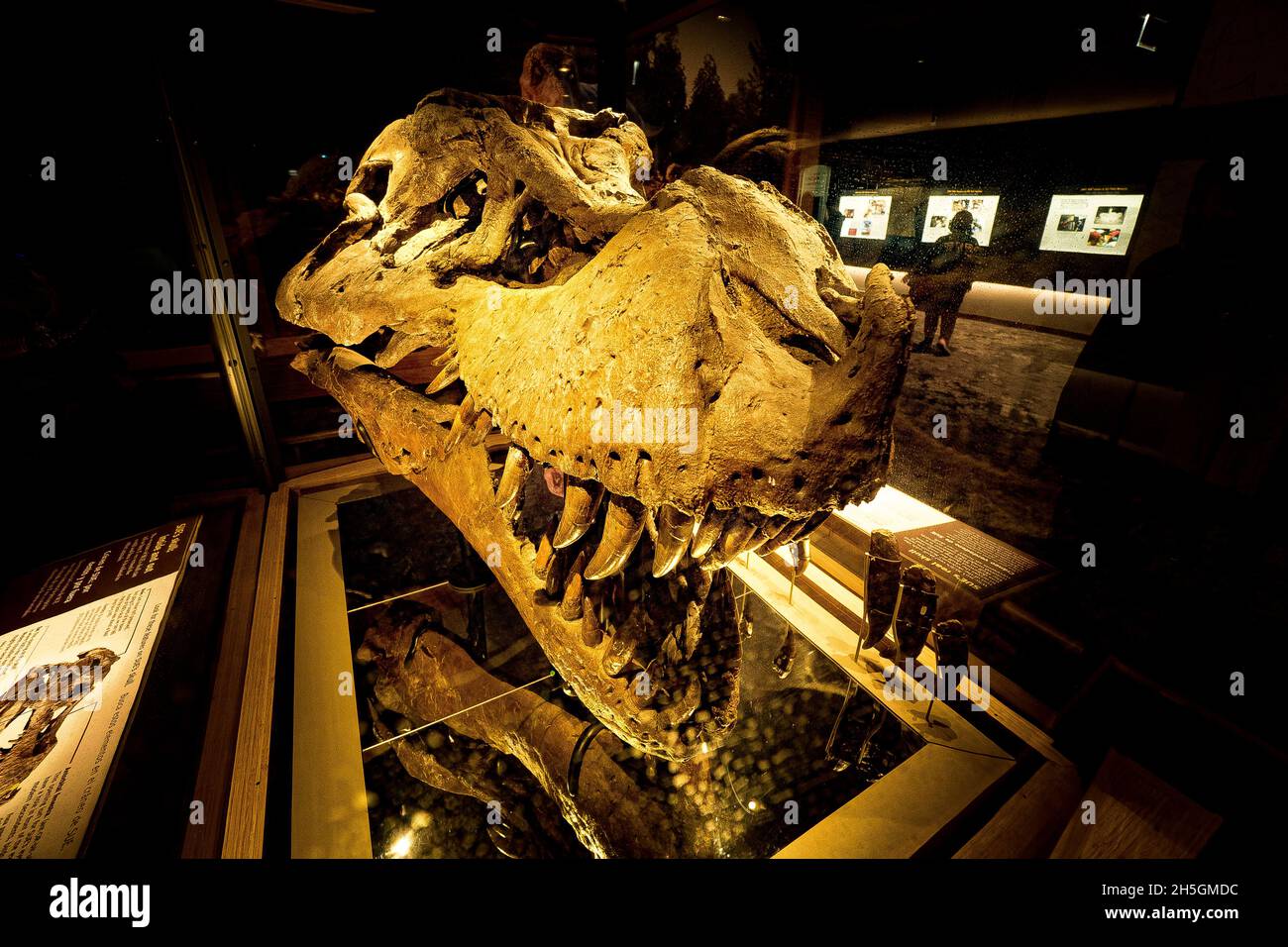 View of the real skull of Sue, a T. rex fossil skeleton, at the ...