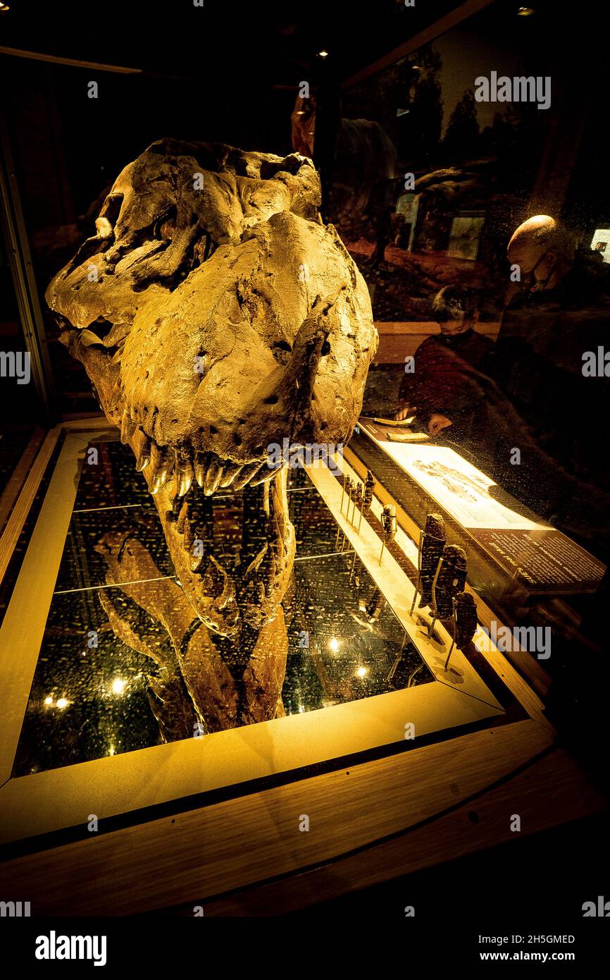 View of the real skull of Sue, a T. rex fossil skeleton, at the ...