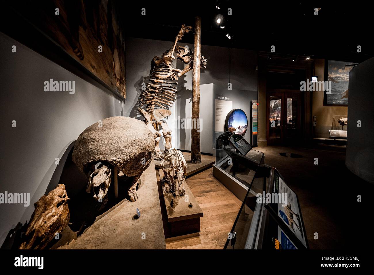 Fossil skeleton of a Megatherium and a Glyptotherium at the Evolving ...