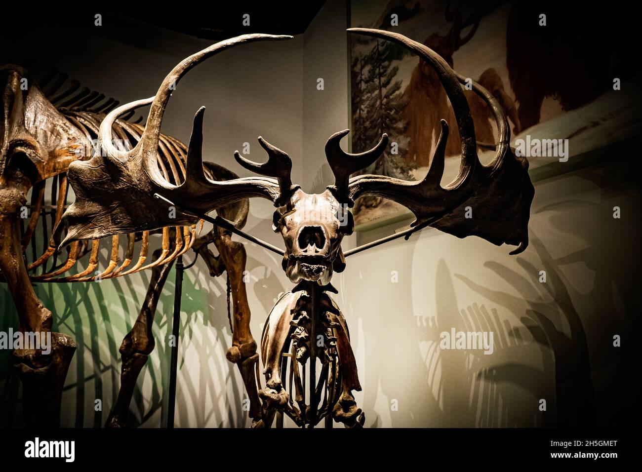 Fossil skeleton reconstruction of a Megaloceros at the Evolving Planet ...