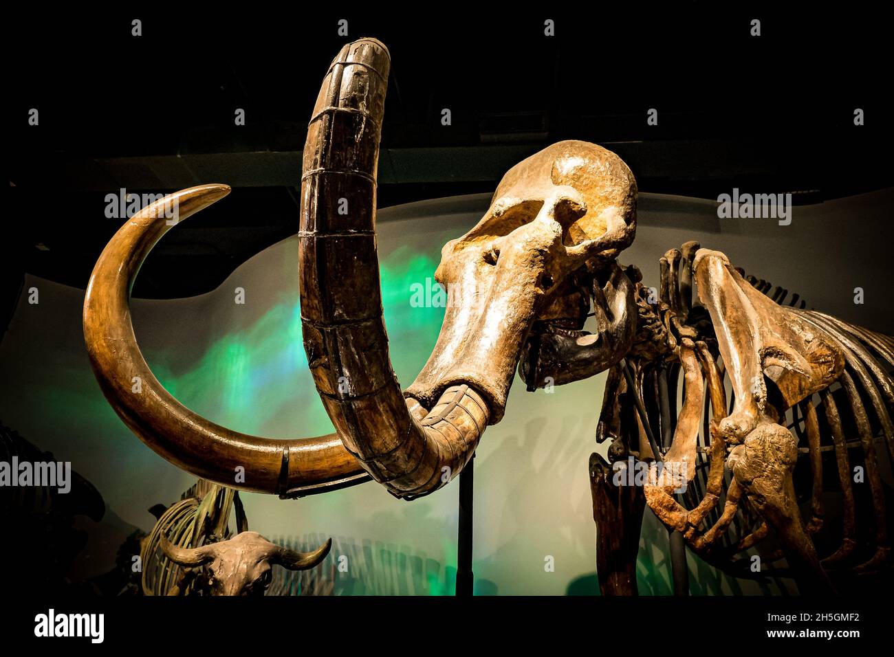 Fossil skeleton reconstruction of a Mammoth at the Evolving Planet ...