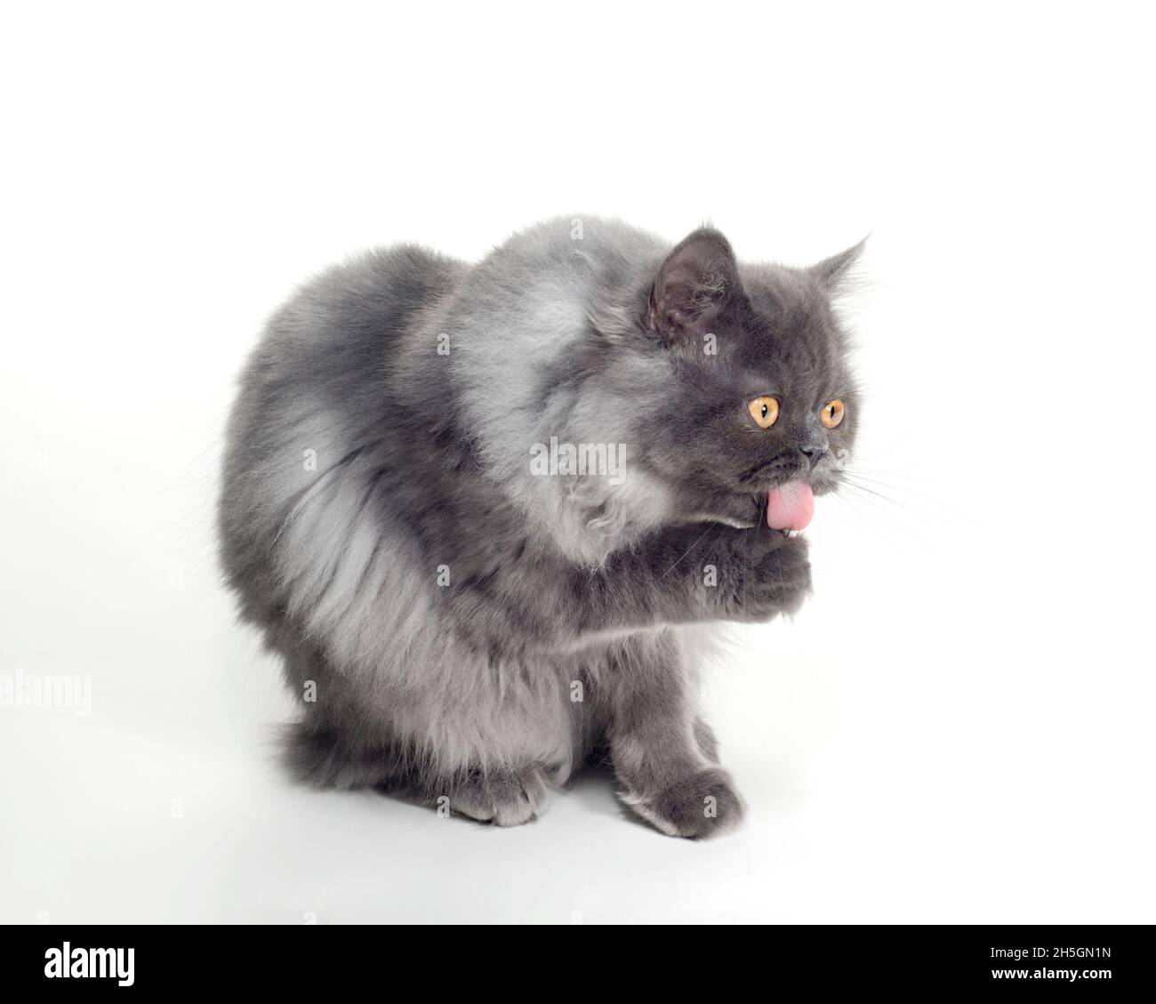 Cute fluffy grey ragamuffin cat washing his paw Stock Photo - Alamy