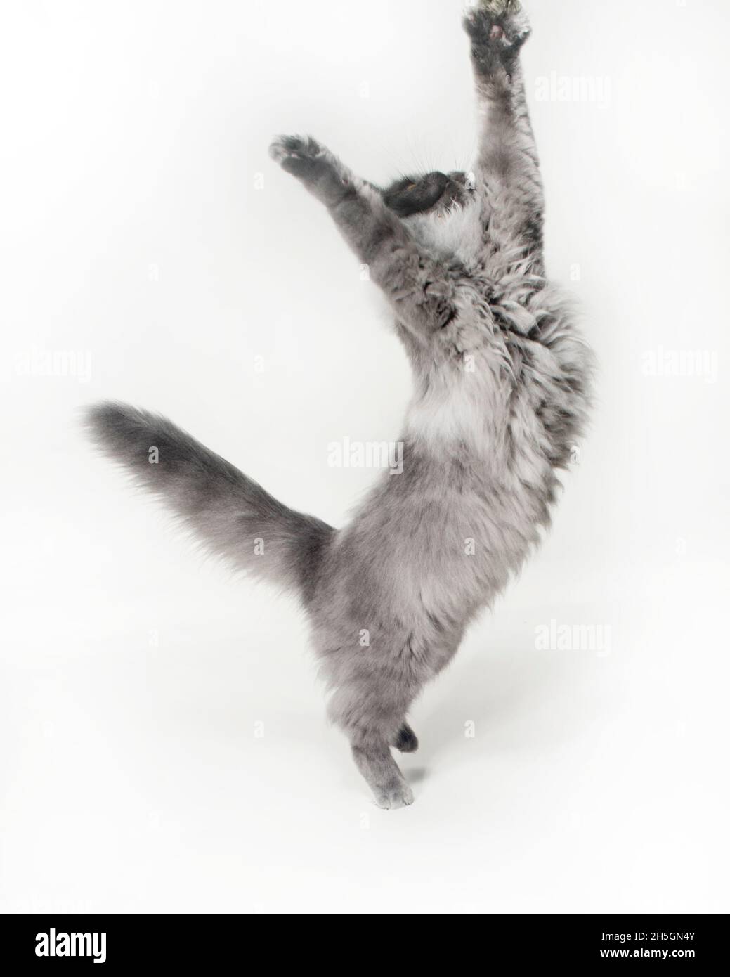 Adorable photo of a long haired grey cat standing up on his back paws ...